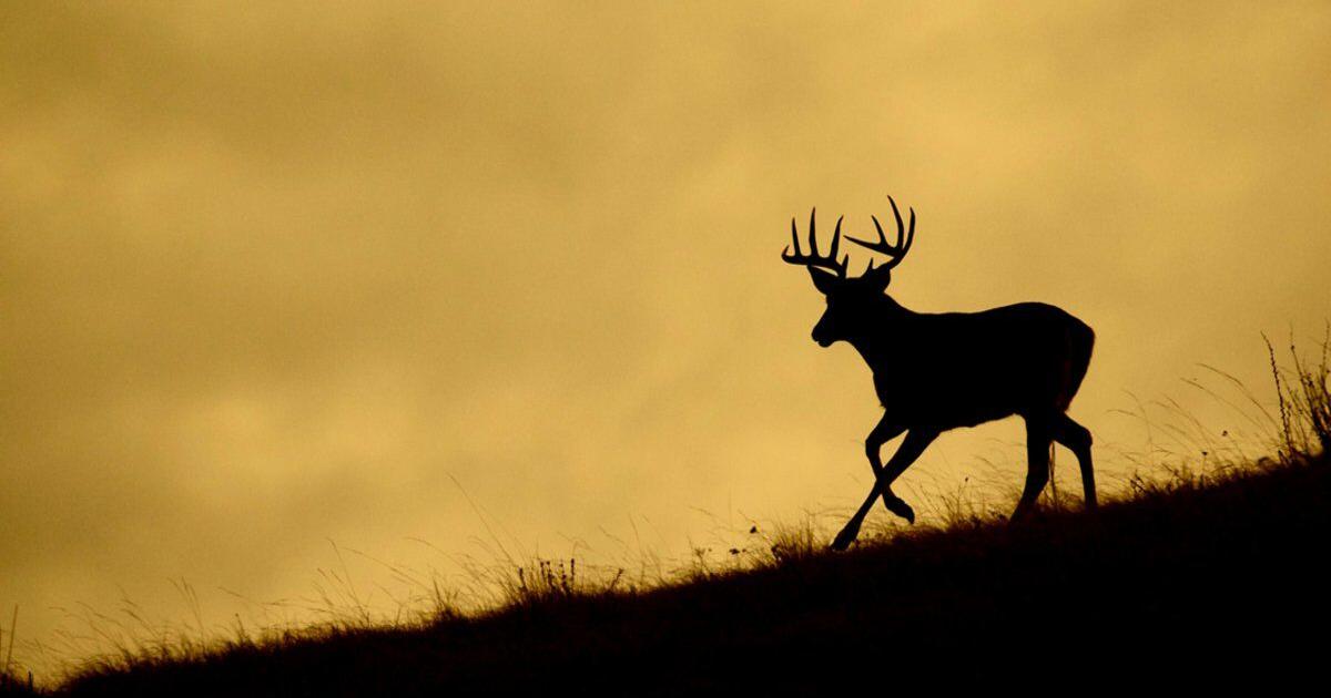 Cherokee Nation Wildlife Conservation to host first controlled deer ...
