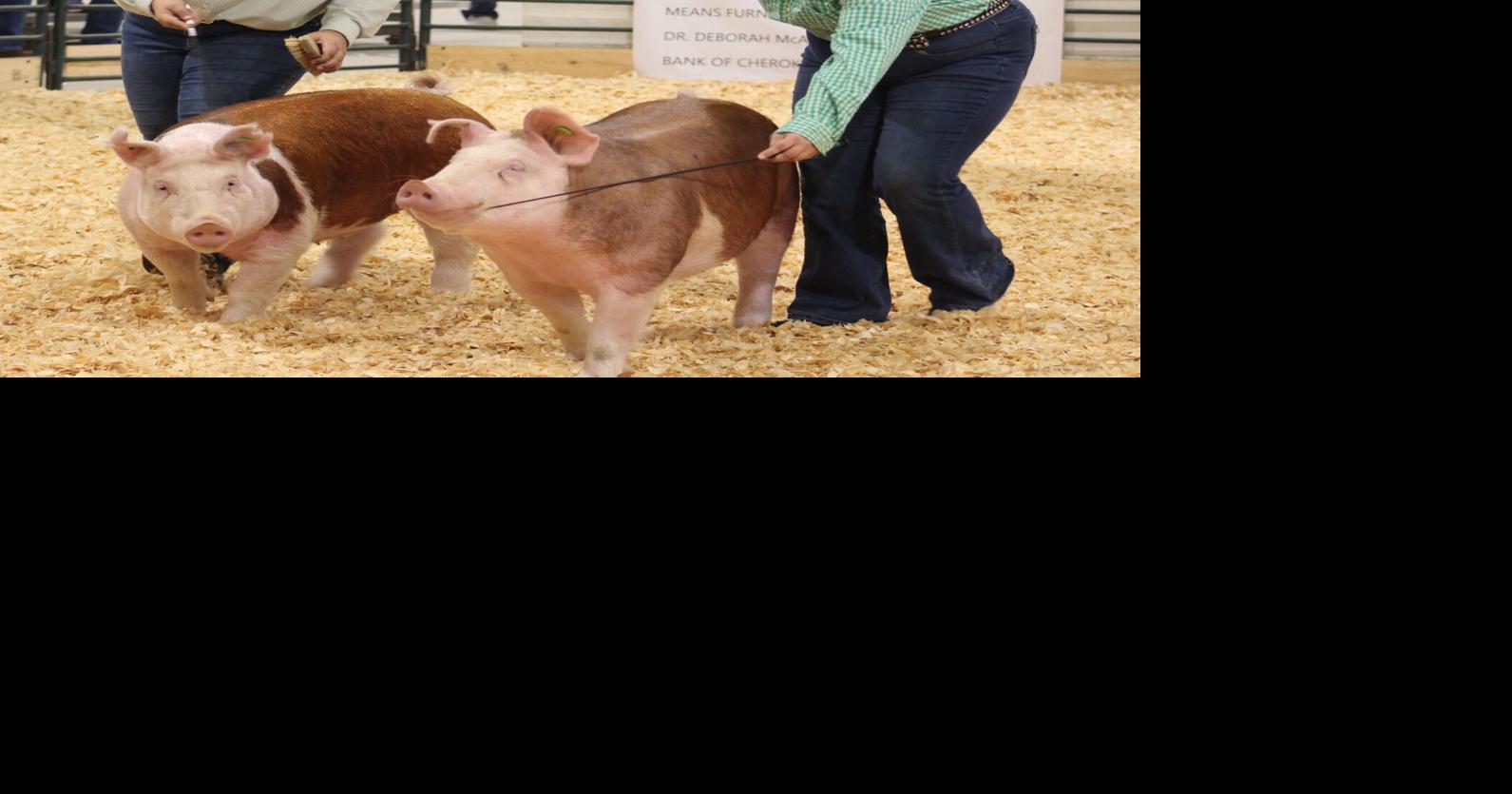 GOING WHOLE HOG: County livestock show continues into second day with ...
