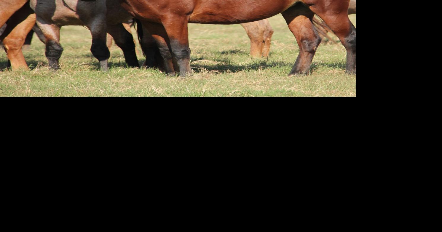 BLM schedules wild horse, burro event in Checotah | News ...