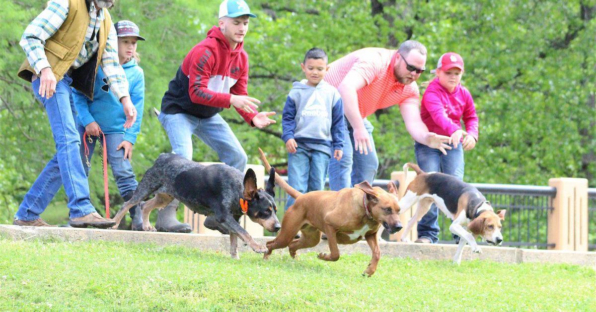 Coonhound owners hope to keep their cherished competition alive | Local ...