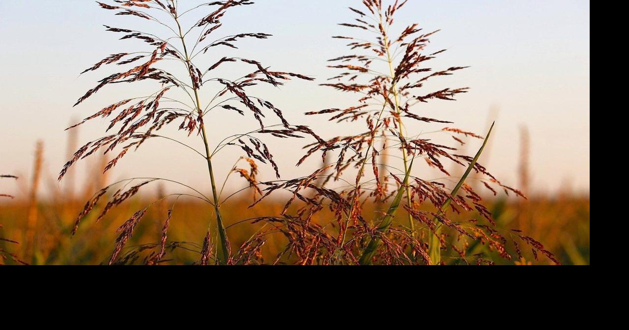 5Ws+1H: What It's About: Johnsongrass toxicity depends on weather ...