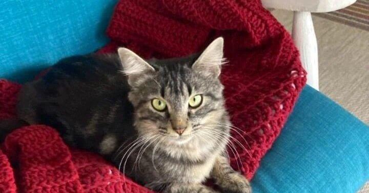 HUMANE SOCIETY OF CHEROKEE COUNTY | | tahlequahdailypress.com