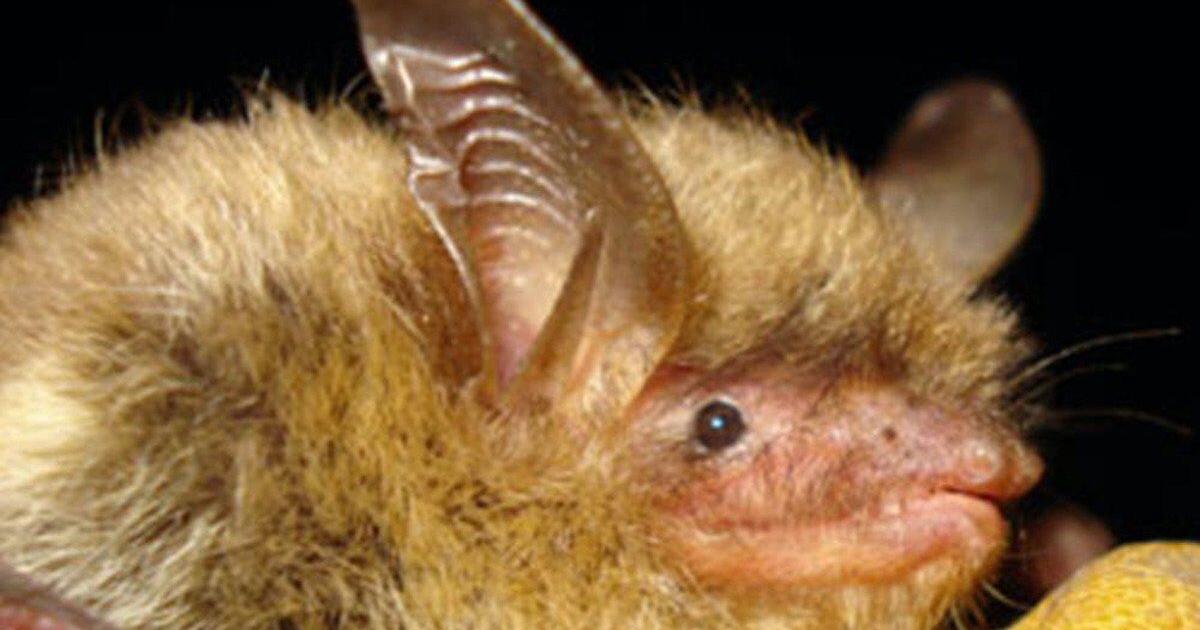 GRDA, USFWS share information, protect Northern long-eared bat | News ...