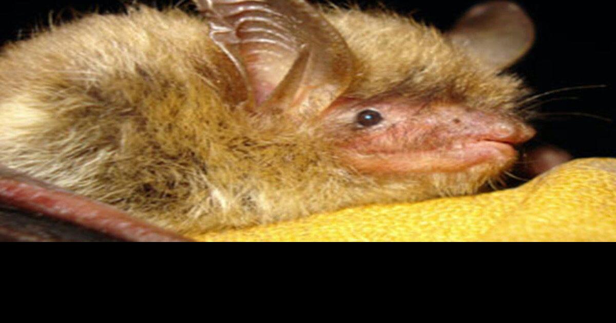 GRDA, USFWS share information, protect Northern long-eared bat | News ...