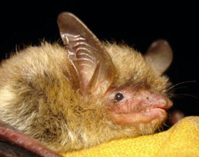 GRDA, USFWS share information, protect Northern long-eared bat | News ...