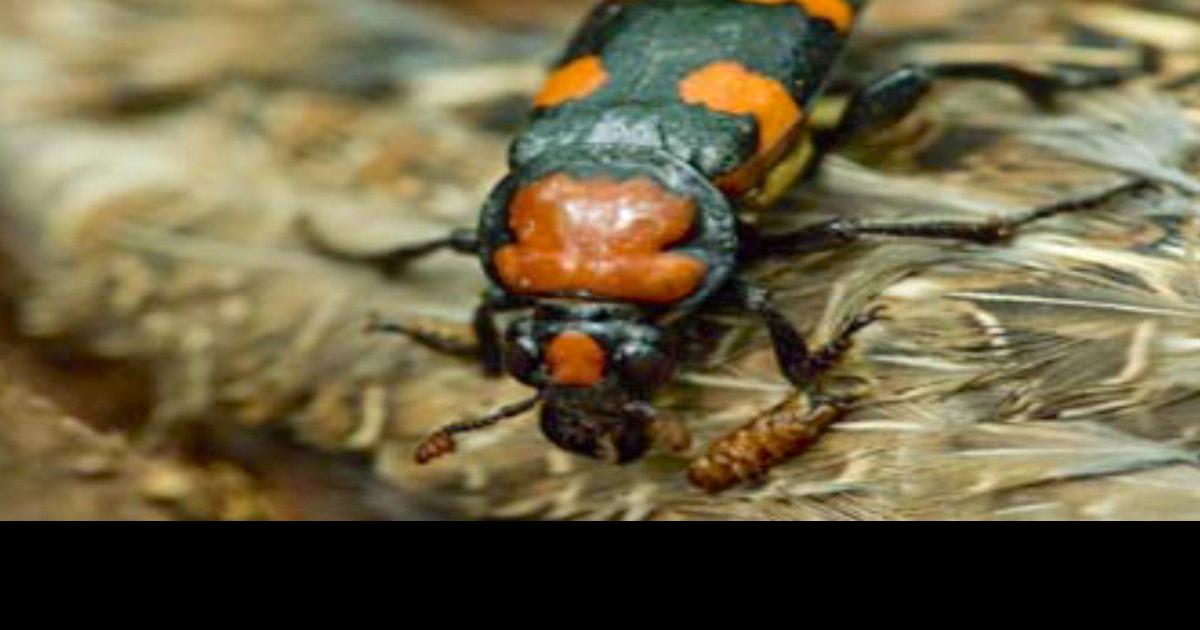 Cherokee Nation, Fish and Wildlife pledge conservation to save ...