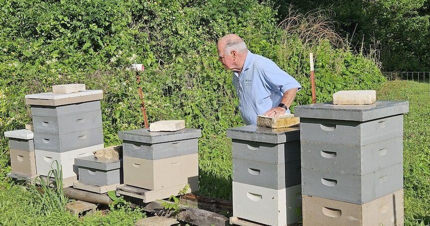 HONEY FOR LIFE: Bees are bedrock of existence, making food possible for ...