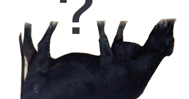 Cow-tipping: Myth or reality? | | tahlequahdailypress.com