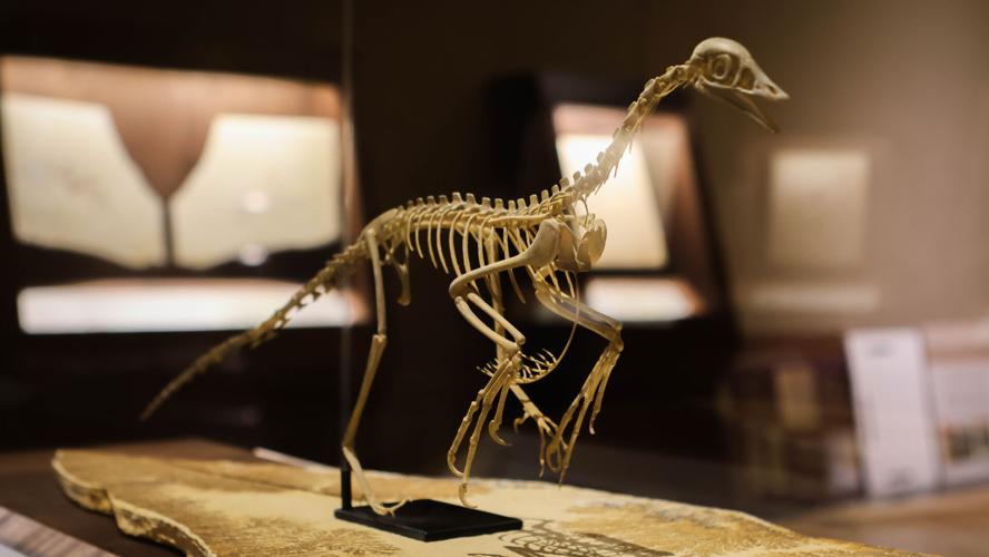 archaeopteryx skeleton