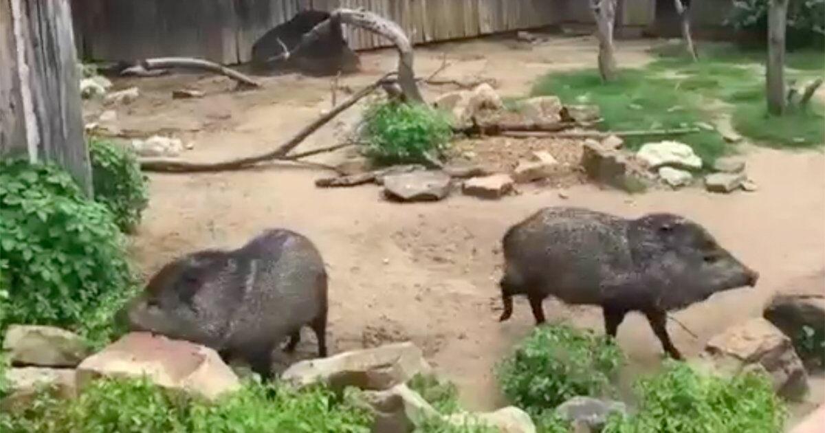 Locals trek among world’s wildlife with Tulsa Zoo | News ...