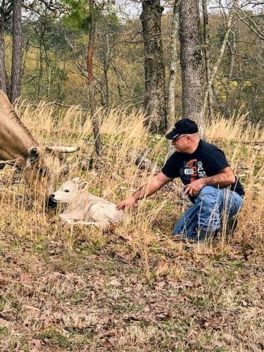 Oklahoma could see screwworm cases later this year, not imminent | News ...