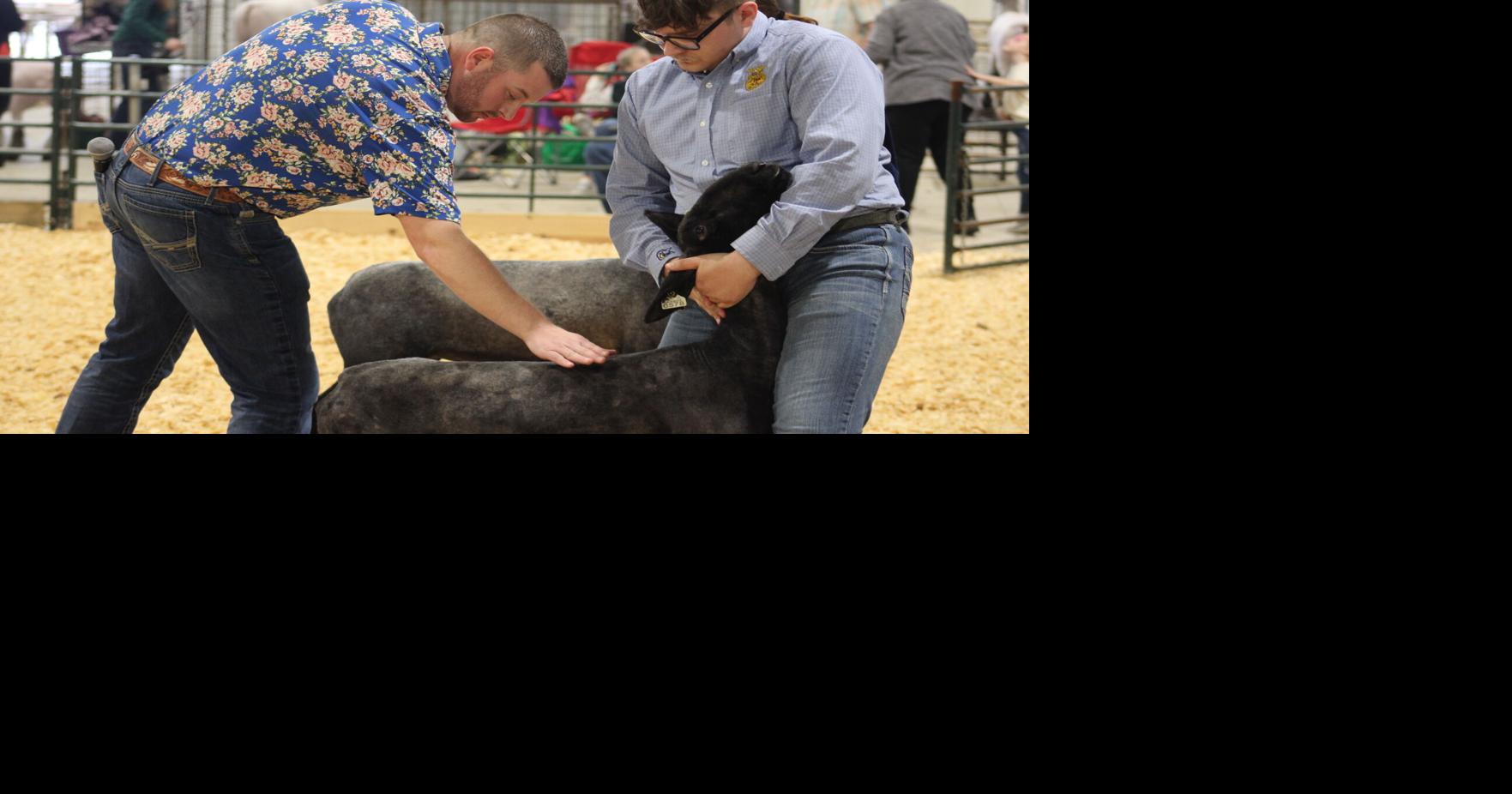 PULLING THE WOOL: County livestock show kicks off with sheep ...
