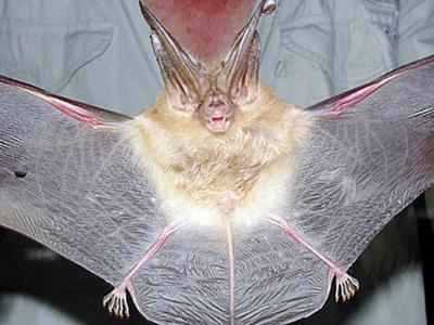 how to draw ozark big eared bat