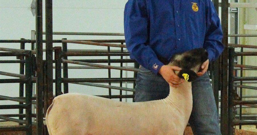 EWES AND WETHERS: Junior Livestock Show kicks off with sheep judging ...