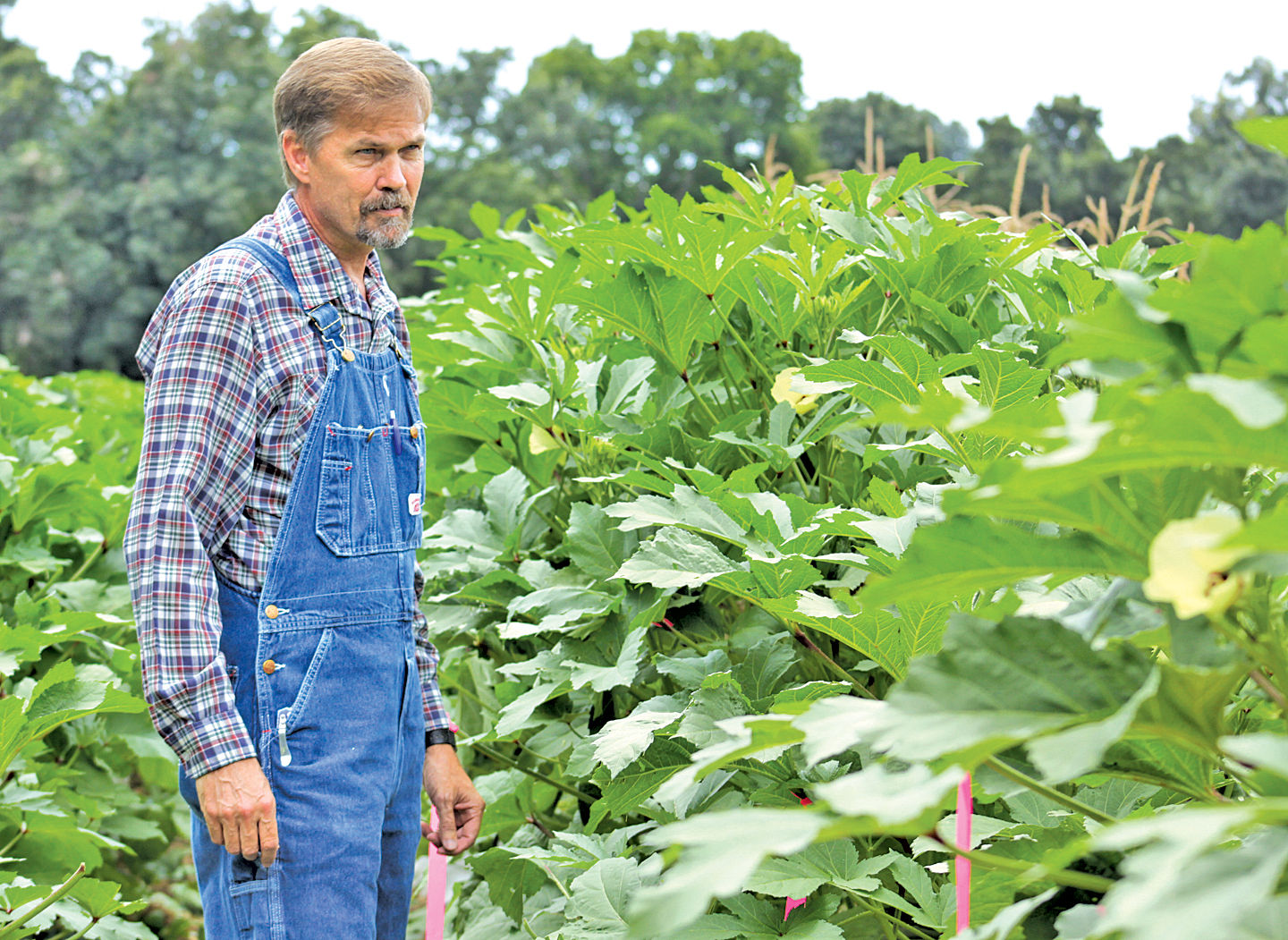 The story behind Ron Cook’s special okra plants | News ...