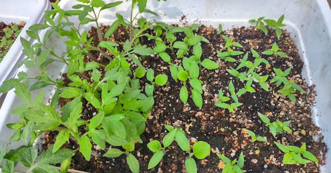 Green Country Seed Savers to discuss eggplants | News ...