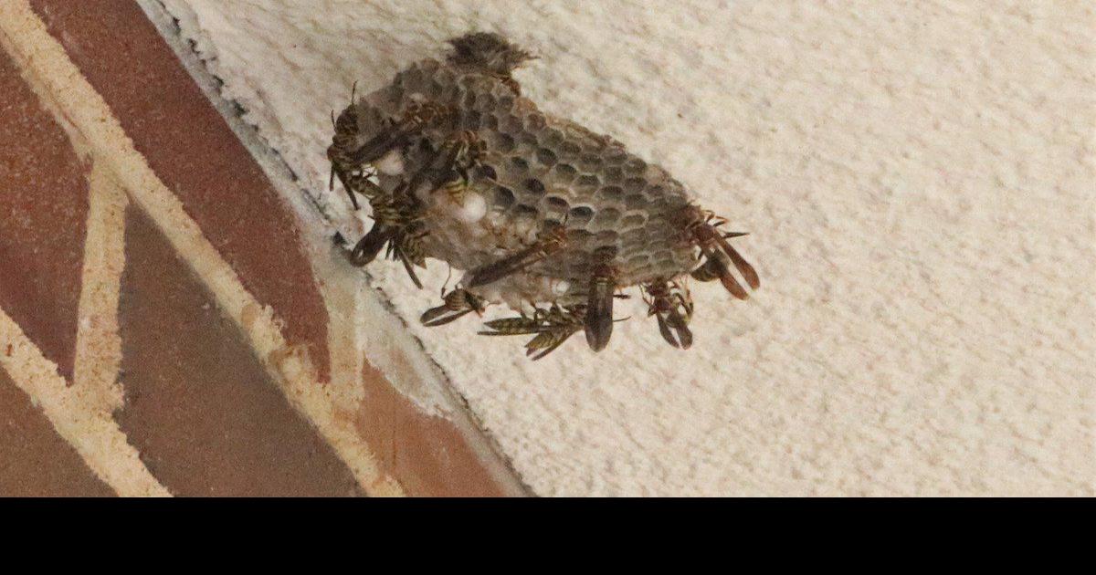 OSU Extension advises caution with stinging insects | News ...