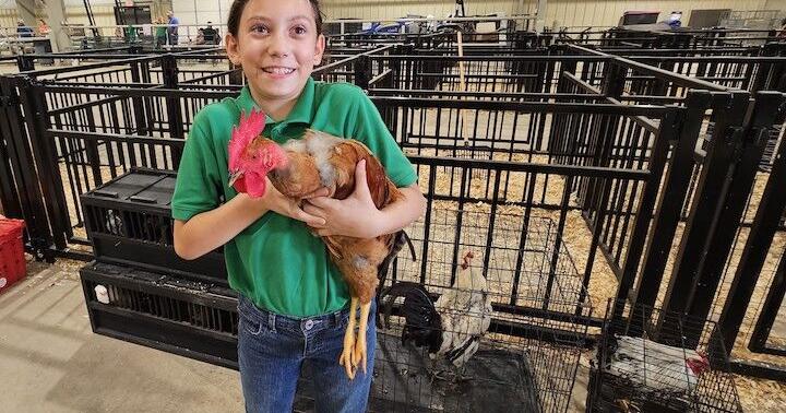 BEST OF THE BEASTS: Kids show off odd breeds of chickens, rabbits ...