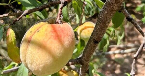 Heritage peach brought to state on Trail of Tears | News ...