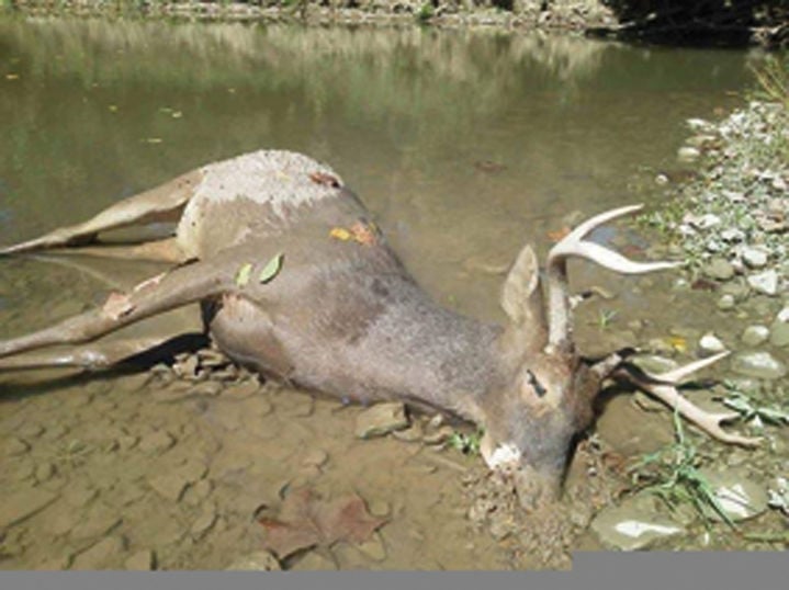 DNR wants to know about dead deer. Could have died due to EHD, a fatal ...