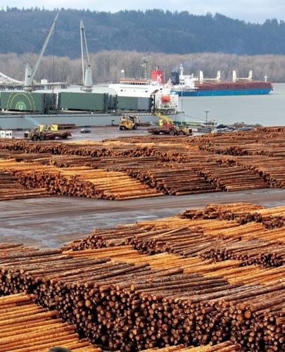Log lull: As China's appetite wanes, so could local exports