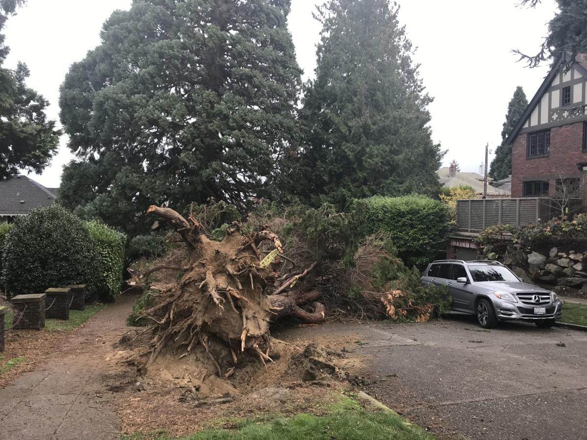 ‘Treasure tree’ falls in windstorm, devastating neighborhood