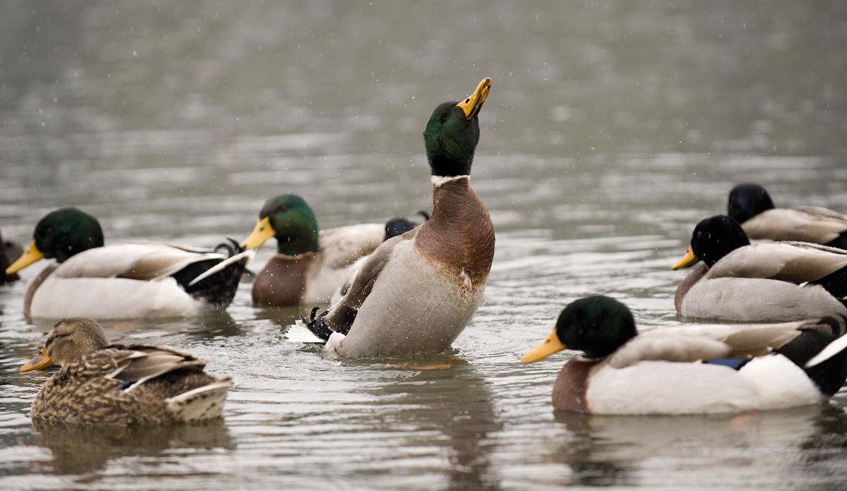 Late season waterfowl hunting heats up along lower Columbia River