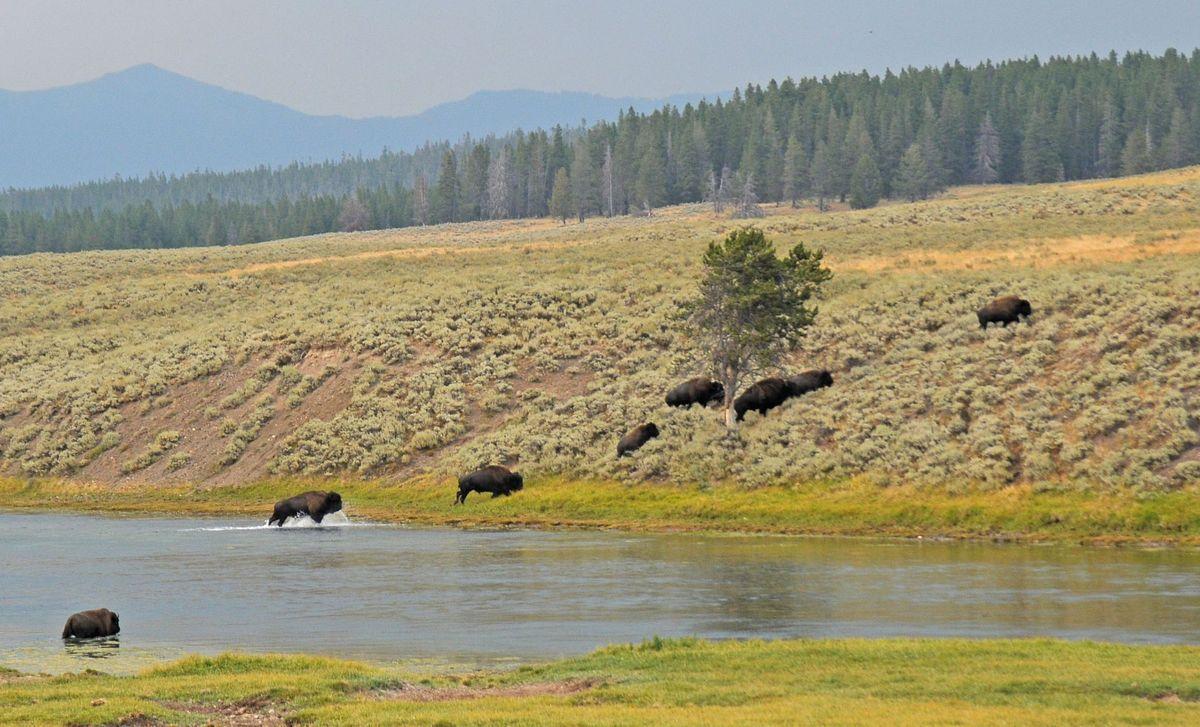 DNA research offers new date for bison migration to North America
