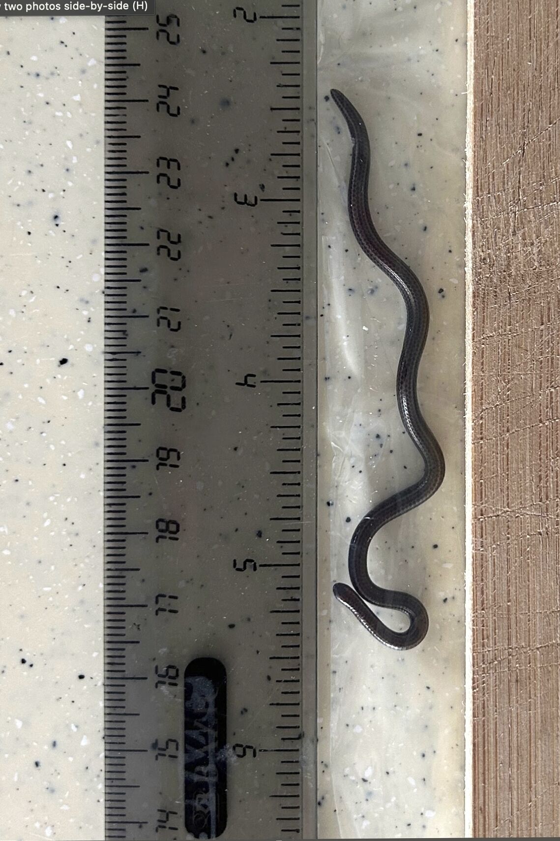 Barbados threadsnake rediscovered after almost 20 years