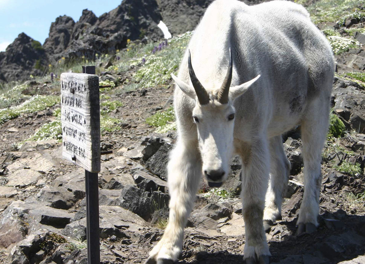 Relocate, kill are among options studied for mountain goats