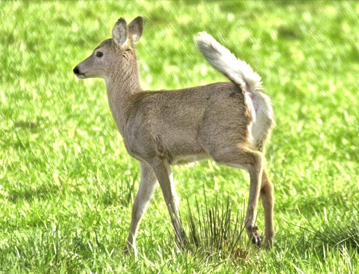 U.S. Fish and Wildlife proposes to downlist Columbian white-tailed deer ...