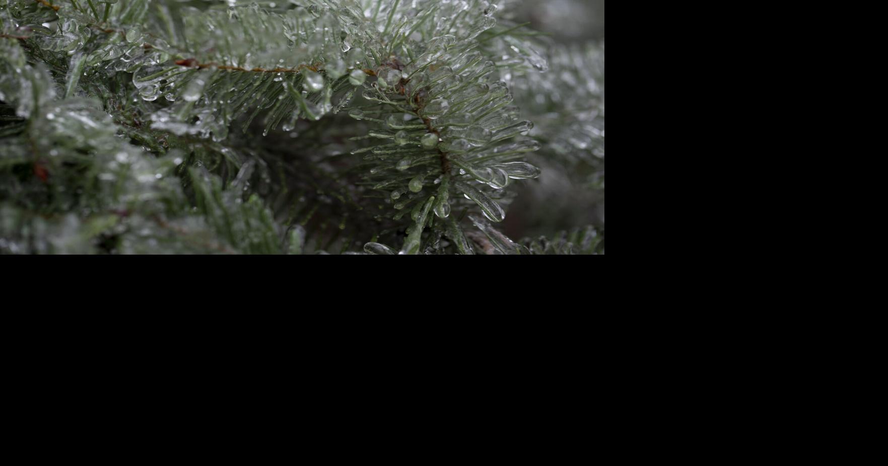 Around the Yard: How can you fix injured plants after Cowlitz County snow?