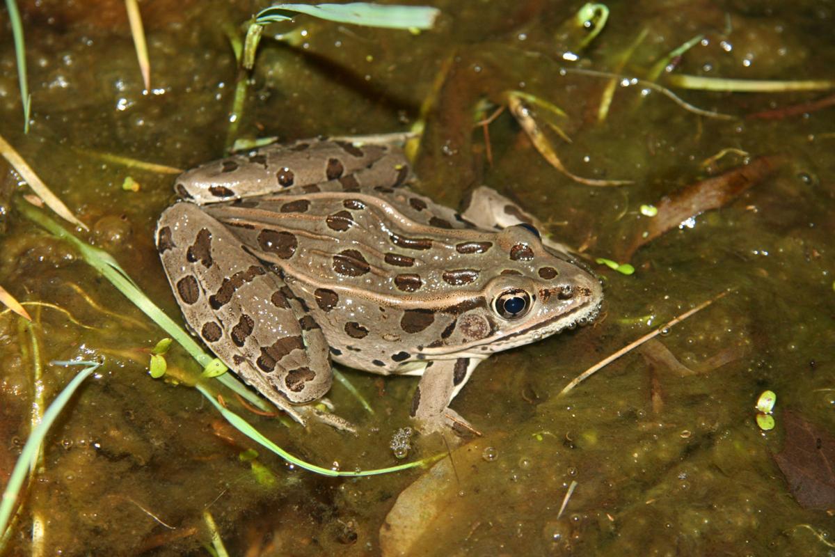 Endangered frogs take leap forward at refuge