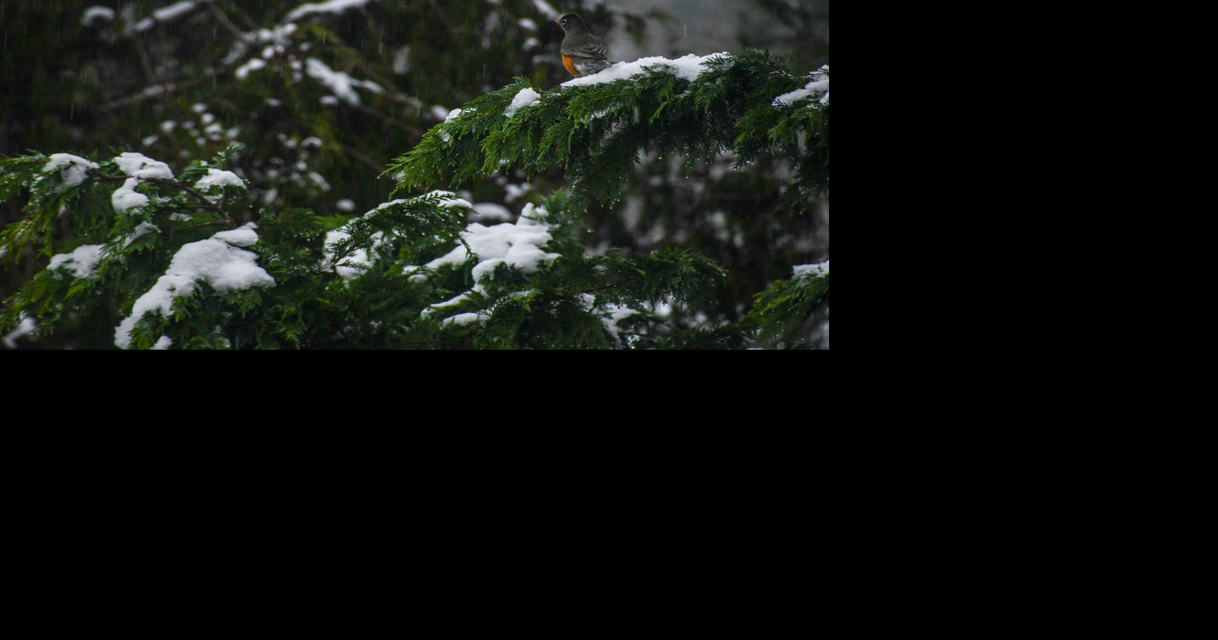 UPDATE: First snowfall of season hits Longview-Kelso, with mix of rain ...