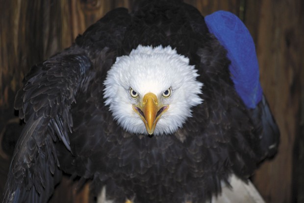 Eagle shot near Knappa expected to make full recovery