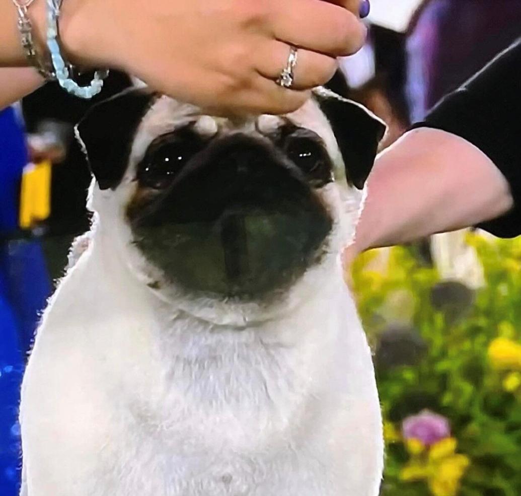Longview-raised pug earns 'Best of Breed' title at 2022 Westminster ...