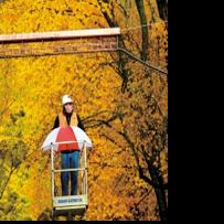 News Photos: New squirrel bridge