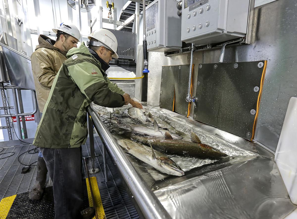 Complex — and expensive — system transports Lewis River fish