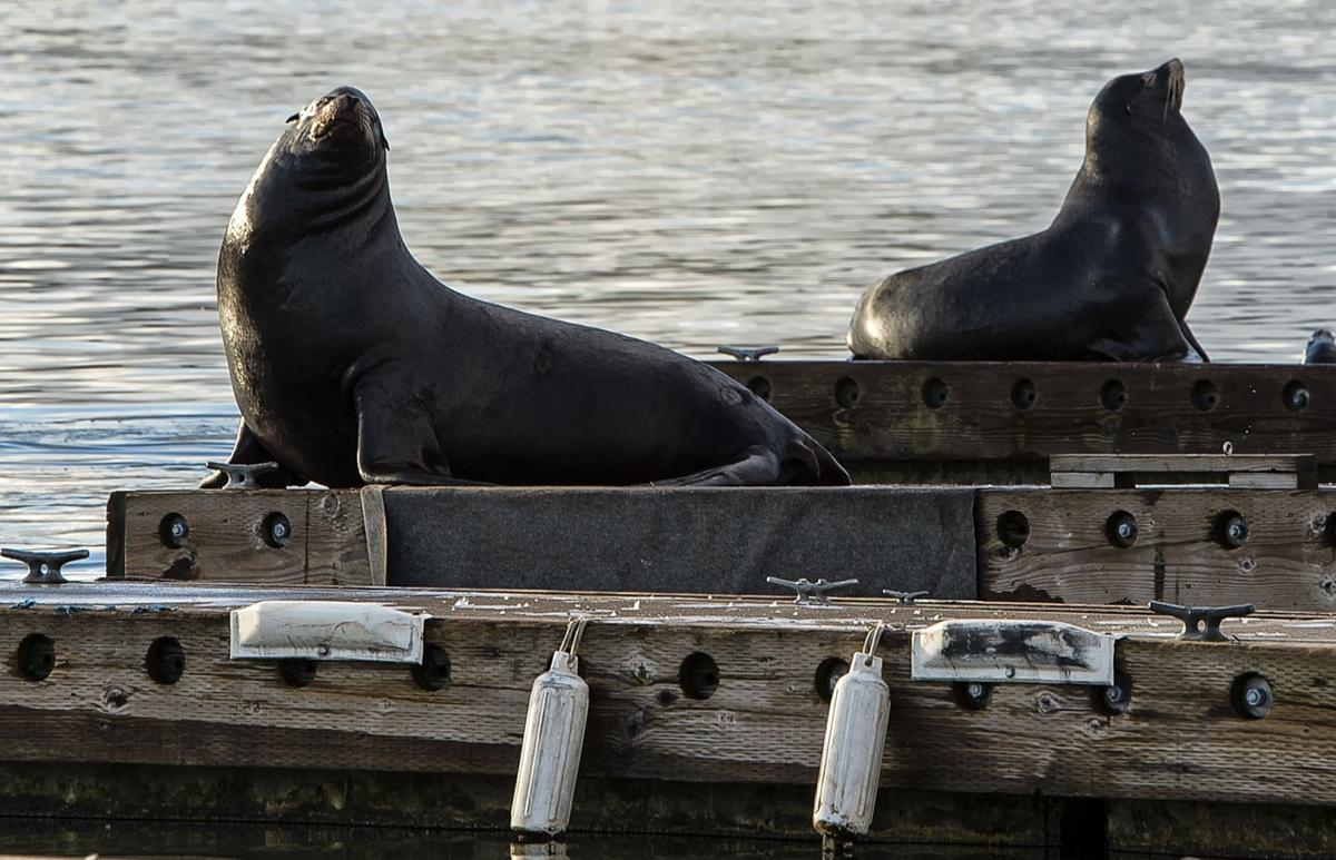Sea lions and gulls gather at Rainier | News | tdn.com