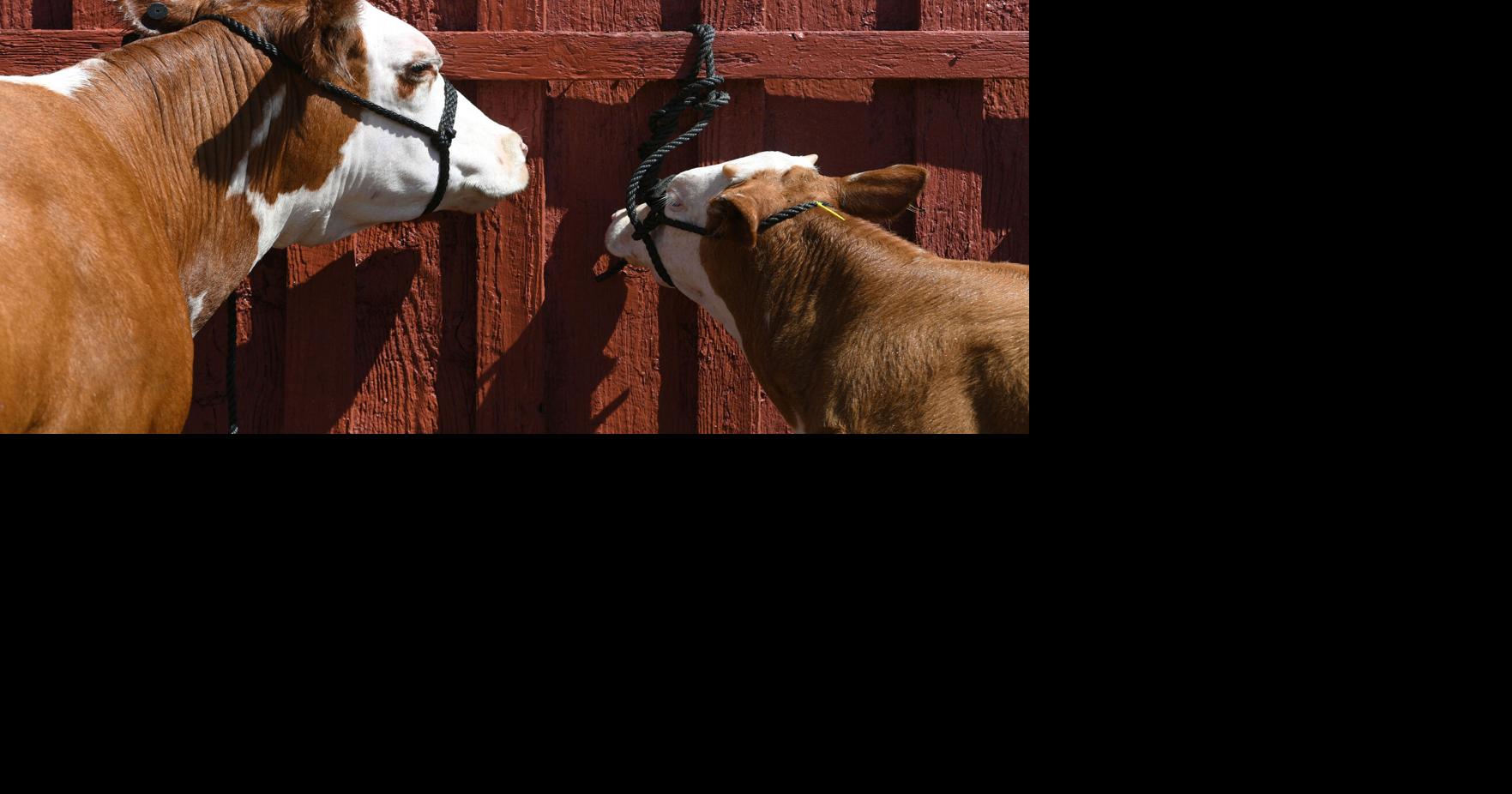 PHOTOS: Cowlitz County Fair