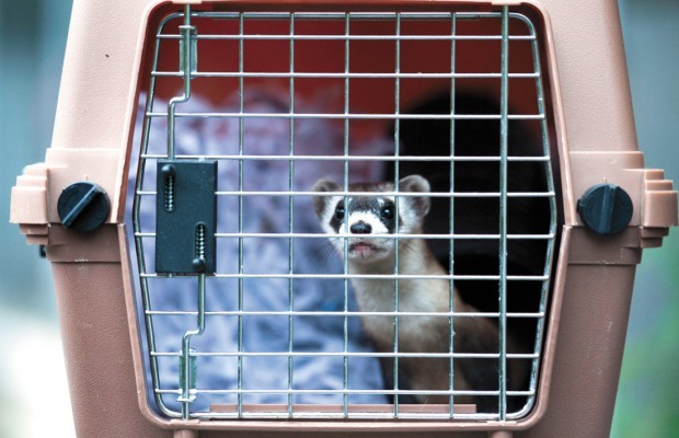 Biologists celebrate comeback of endangered ferret
