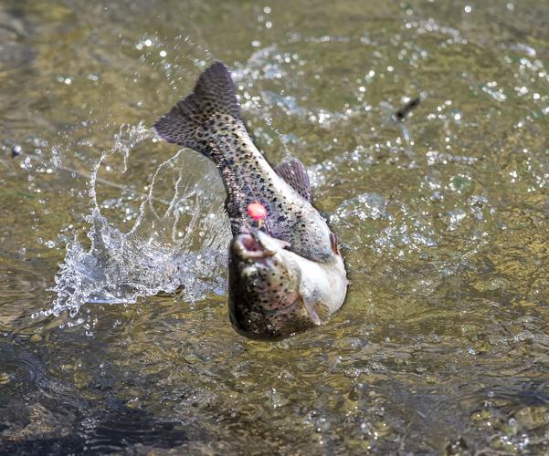 Special needs kids hook thousands of trout at Merwin Fish Hatchery