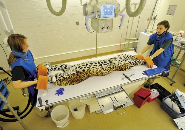 Old zoo animals receive top notch care