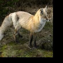 WA considers listing Cascade red fox as threatened subspecies