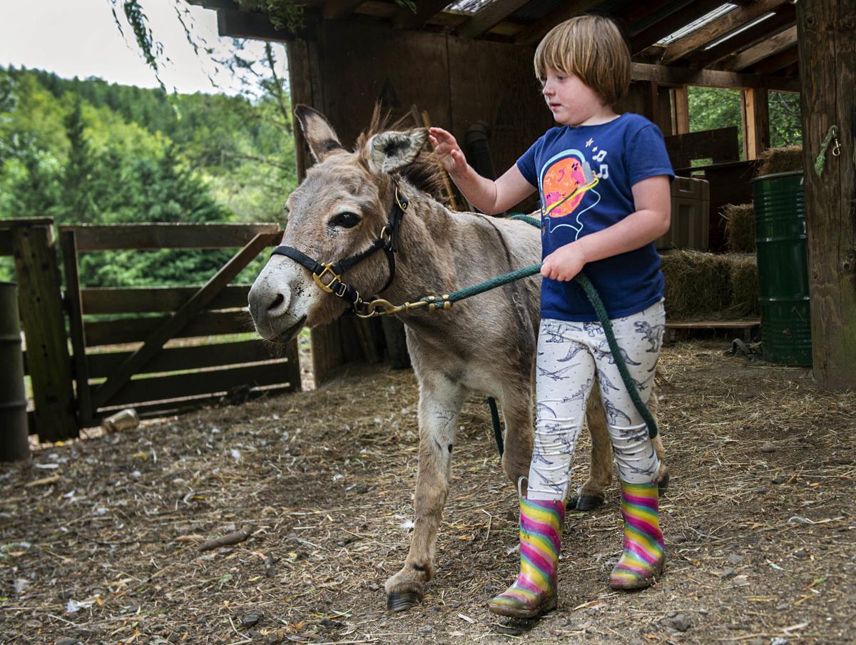 Family adopts rescued donkeys for autistic daughter from CR farm