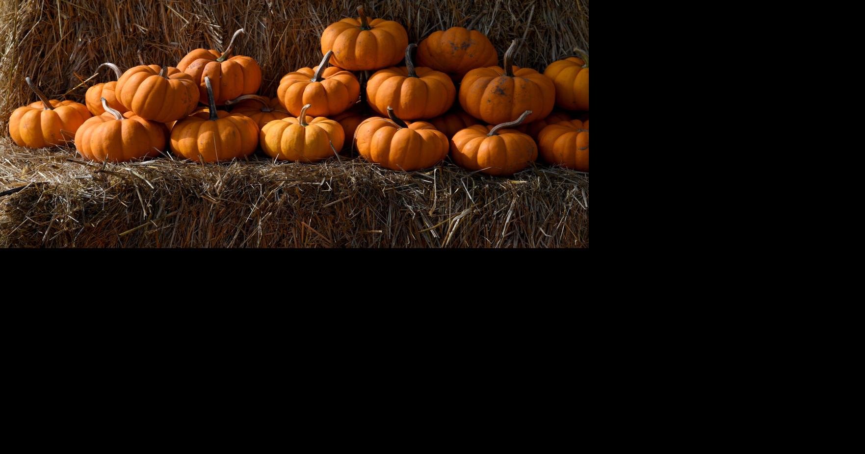 Pumpkin pickin' in Cowlitz County