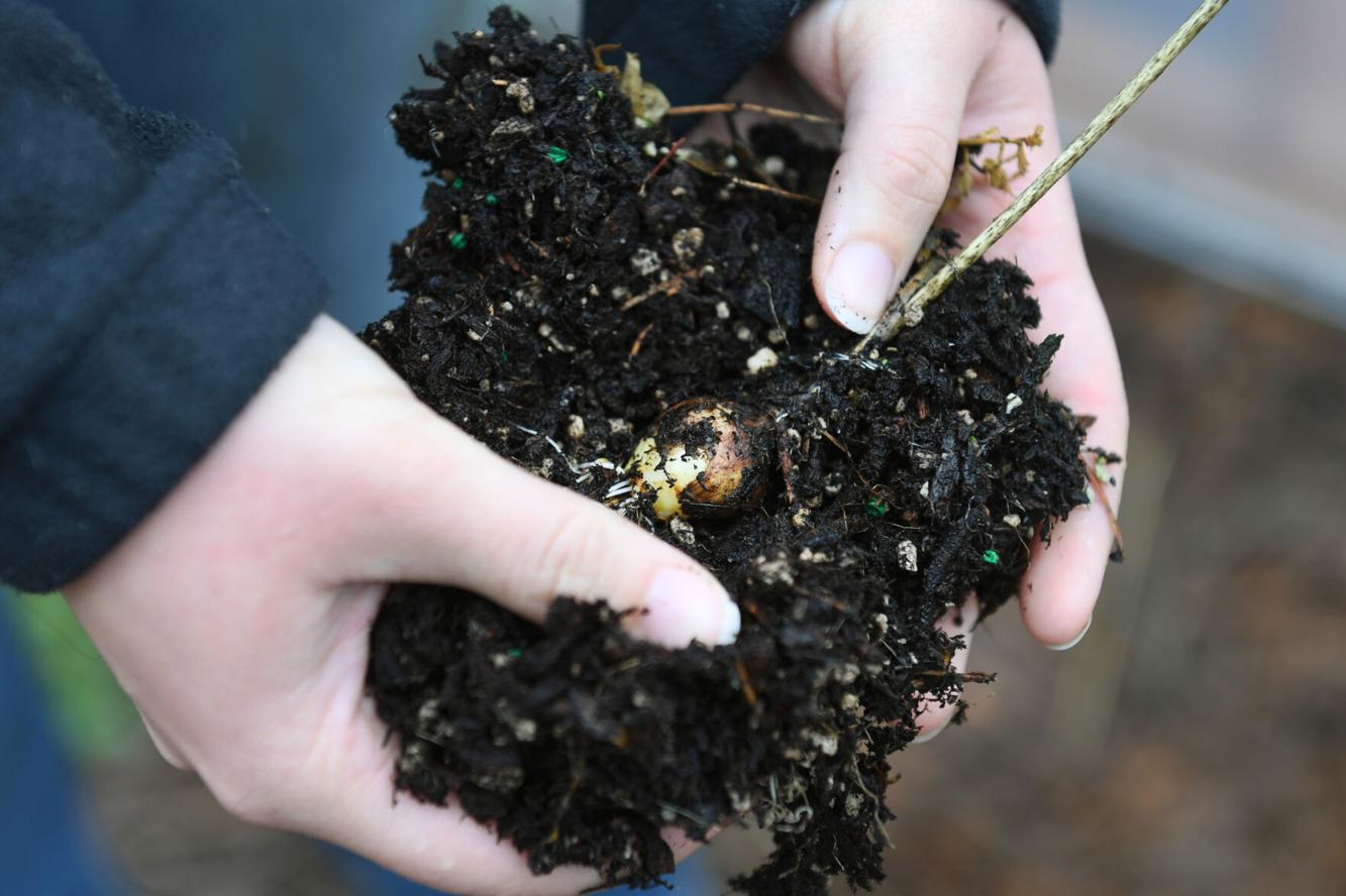 Cowlitz Tribe food sovereignty report shows who has access to, interest ...