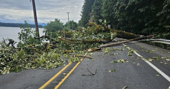 Cowlitz PUD: Tree caused Thursday's power outage