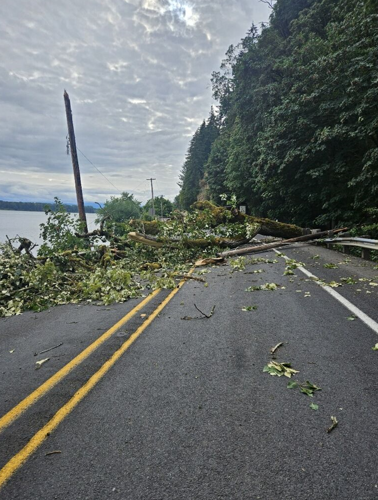 Cowlitz PUD: Tree caused Thursday's power outage