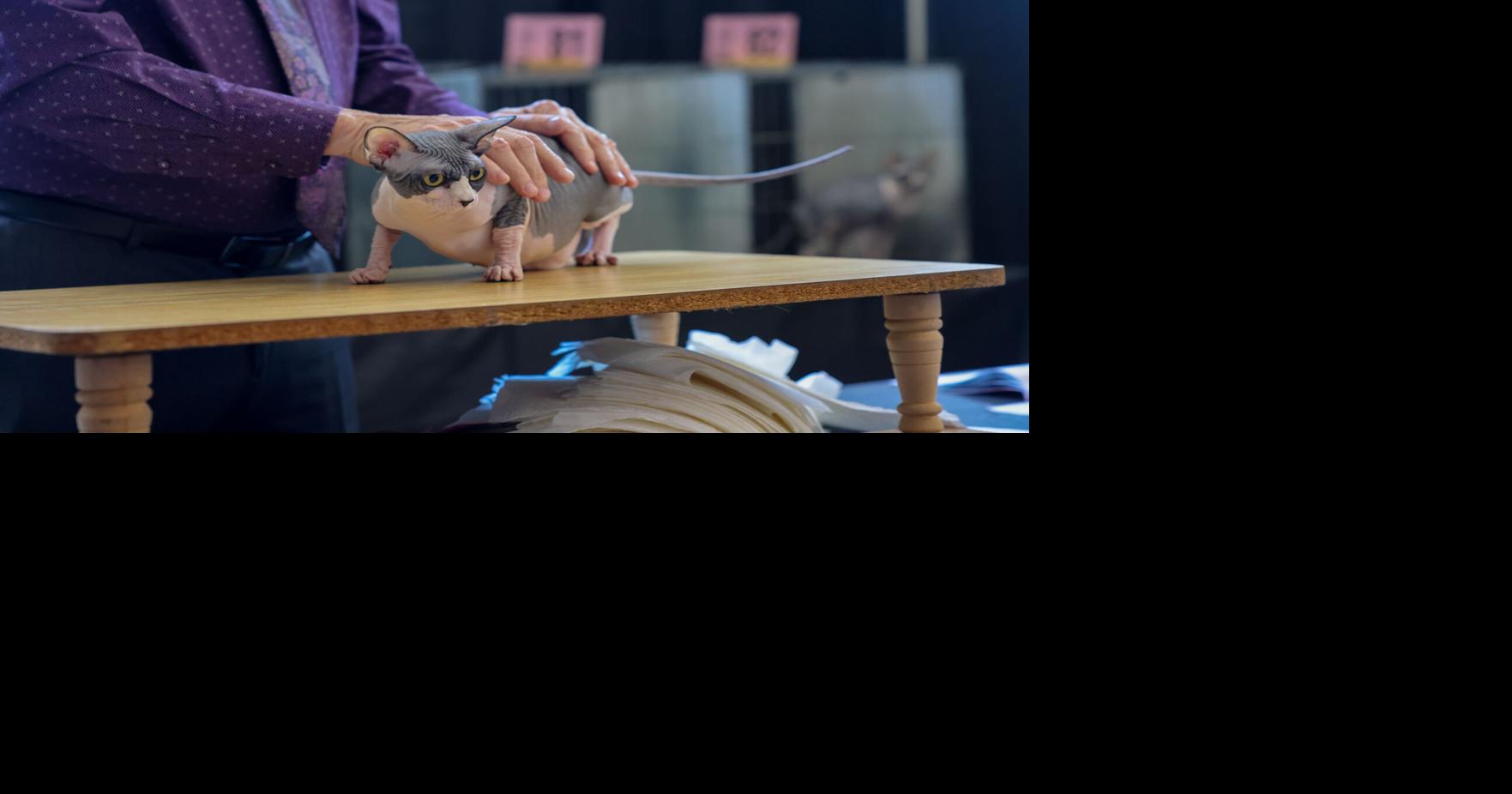 PHOTOS: Cat show in Longview